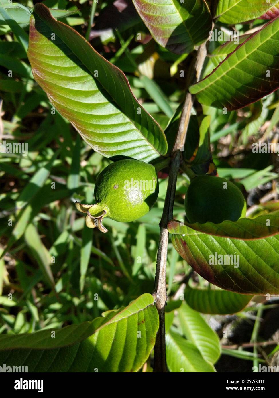 Common guava (Psidium guajava Stock Photo - Alamy