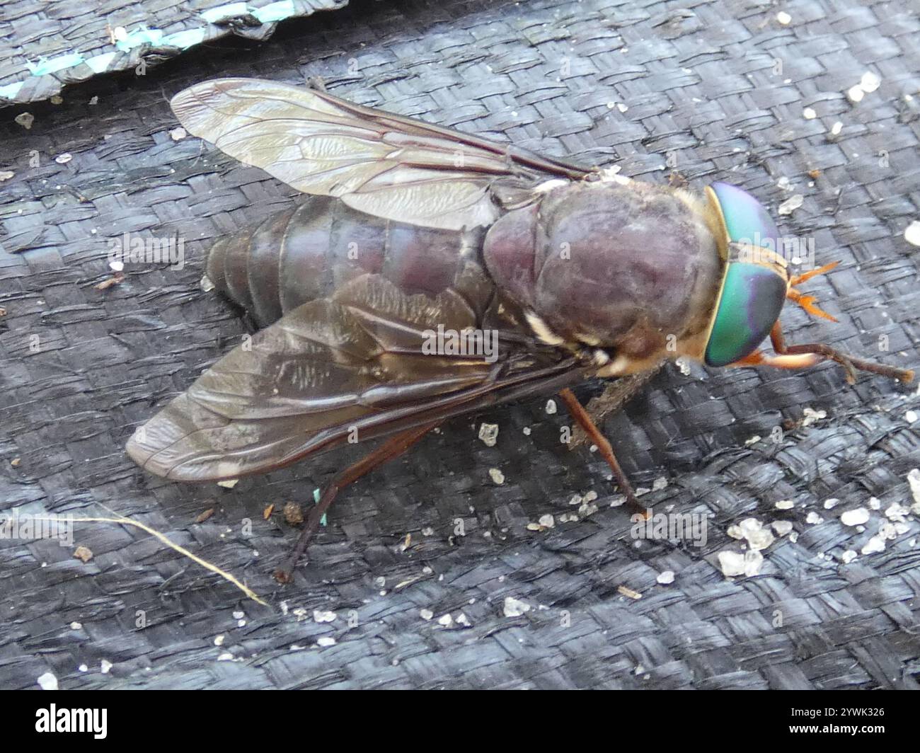 American Horse Fly (Tabanus americanus Stock Photo - Alamy