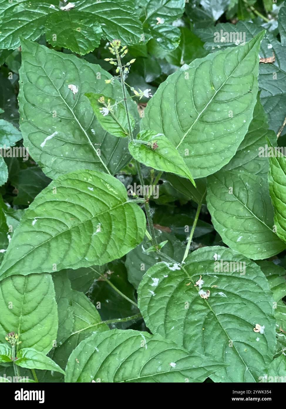enchanter's-nightshade (Circaea lutetiana Stock Photo - Alamy
