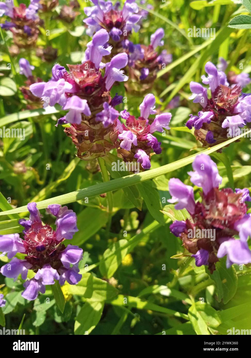 common selfheal (Prunella vulgaris Stock Photo - Alamy