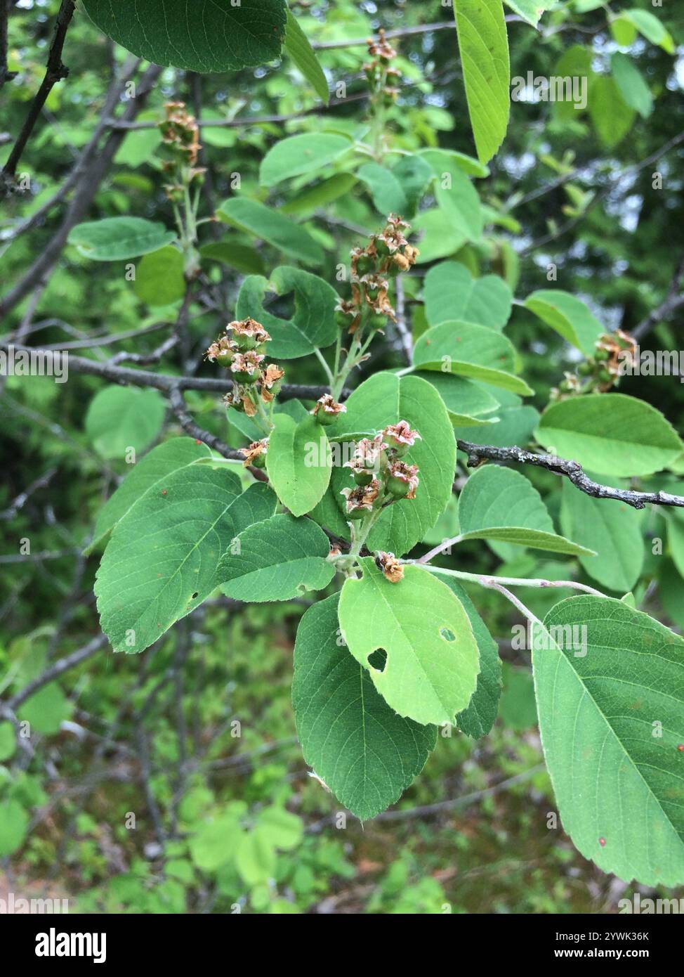 Low Serviceberry (Amelanchier humilis Stock Photo - Alamy