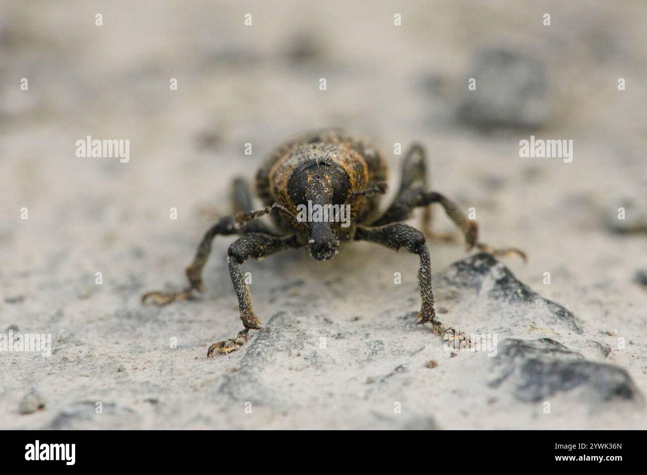 Large Pine Weevil (Hylobius abietis Stock Photo - Alamy
