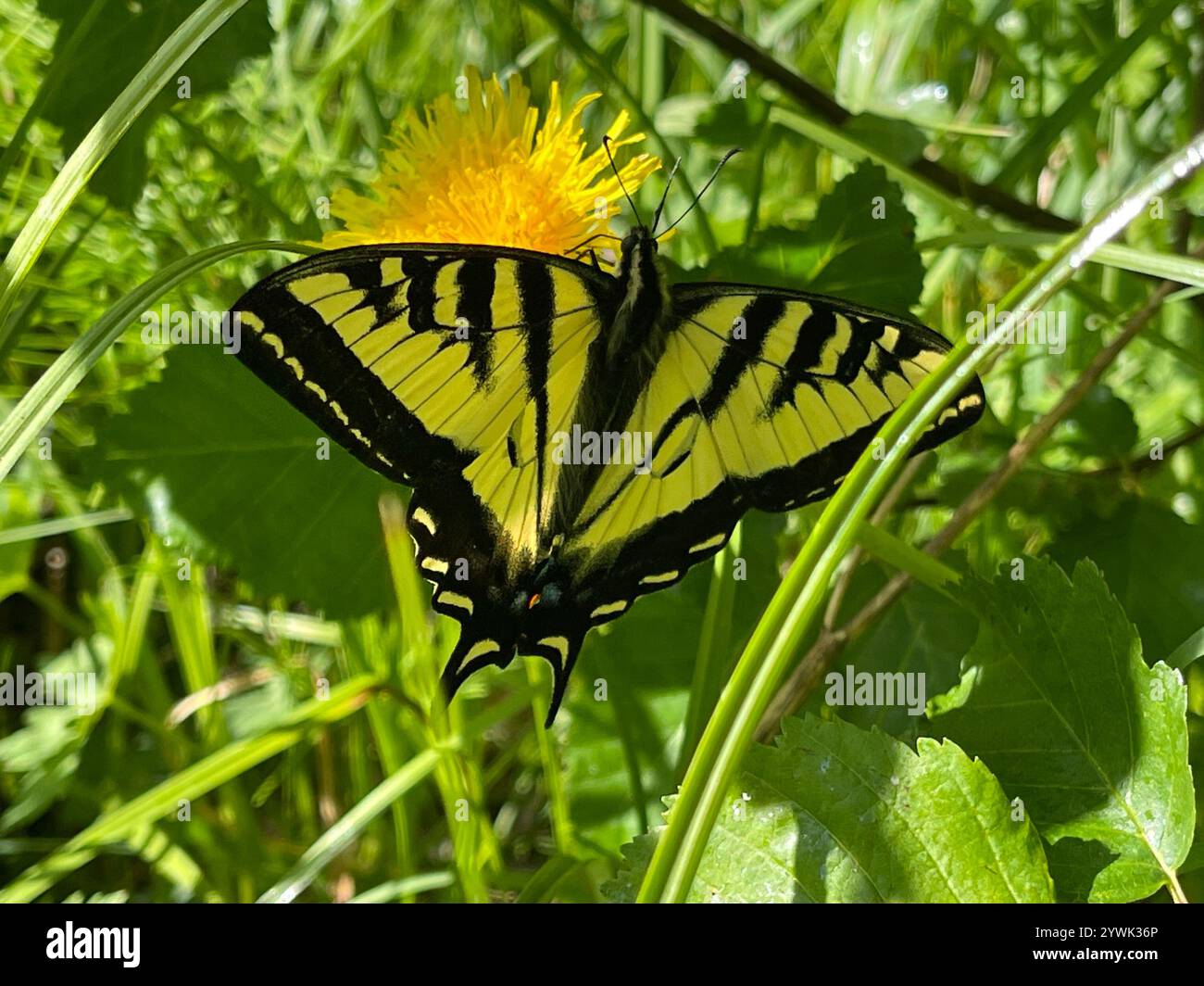 Western Tiger Swallowtail (Papilio rutulus Stock Photo - Alamy