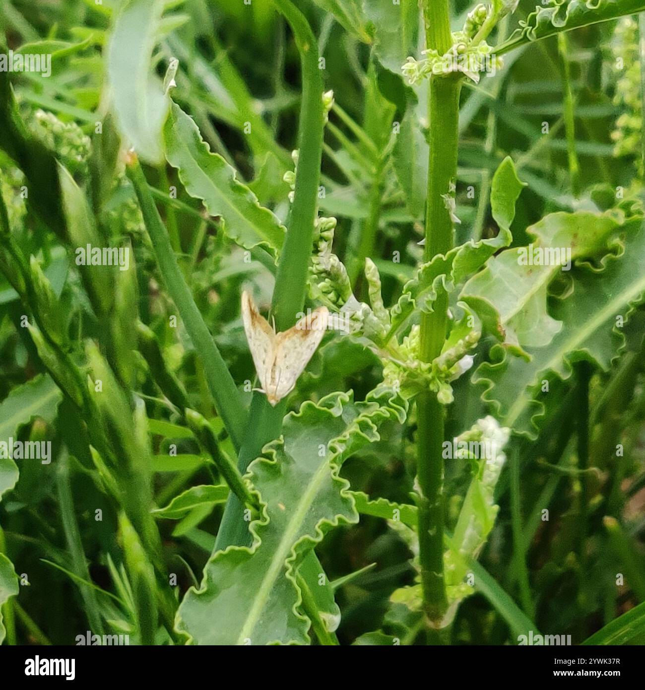 Marbled Yellow Pearl (Evergestis extimalis Stock Photo - Alamy