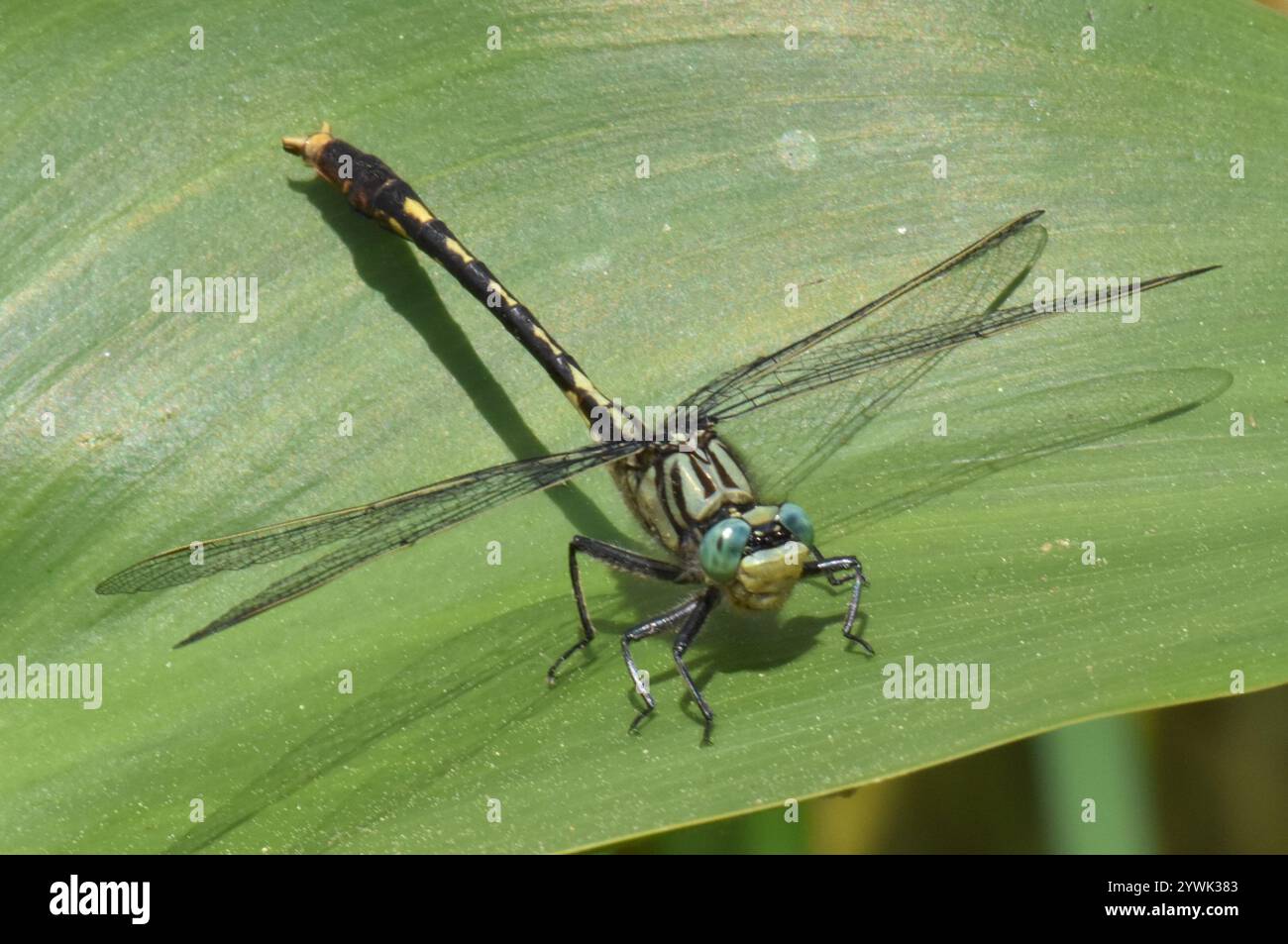 Unicorn Clubtail (Arigomphus villosipes Stock Photo - Alamy