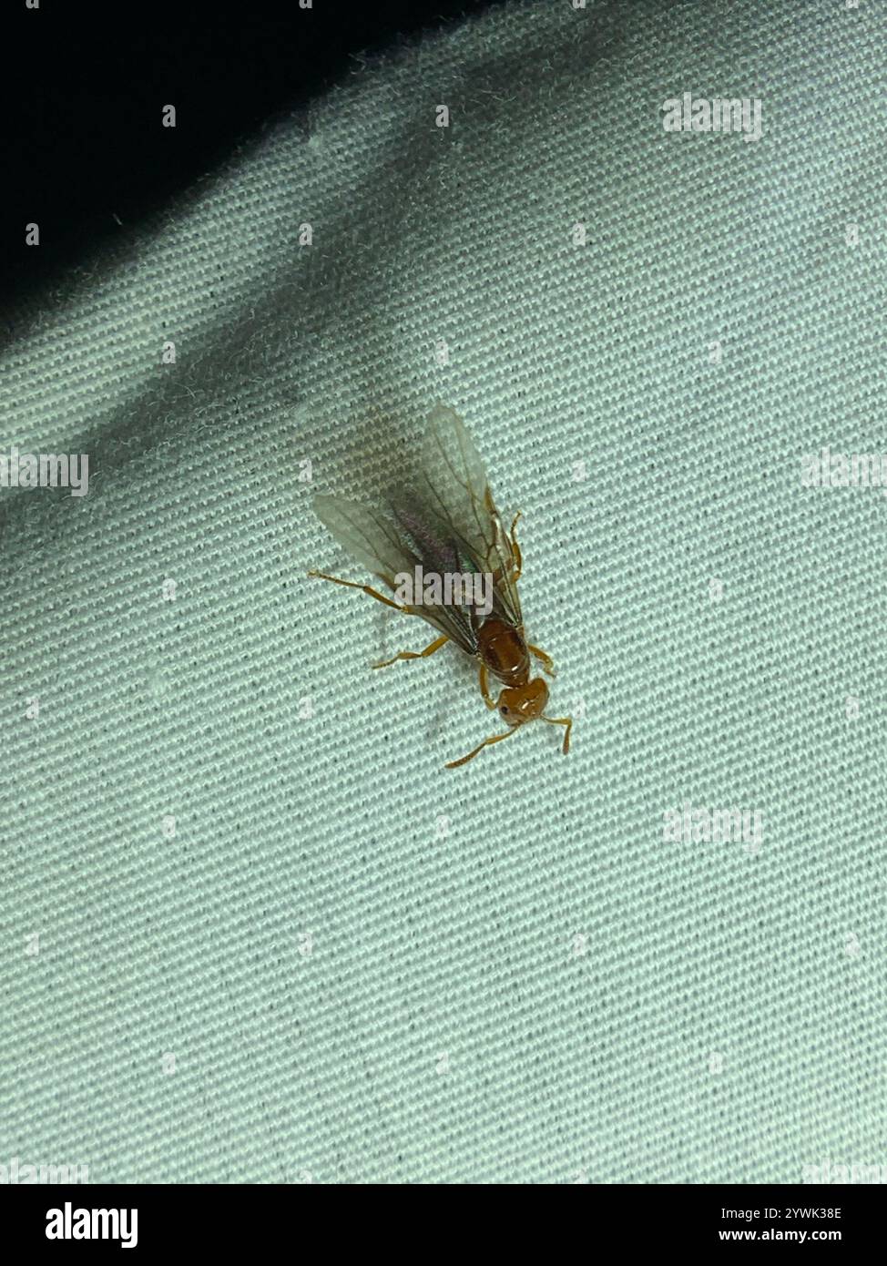 Larger ant hi-res stock photography and images - Alamy