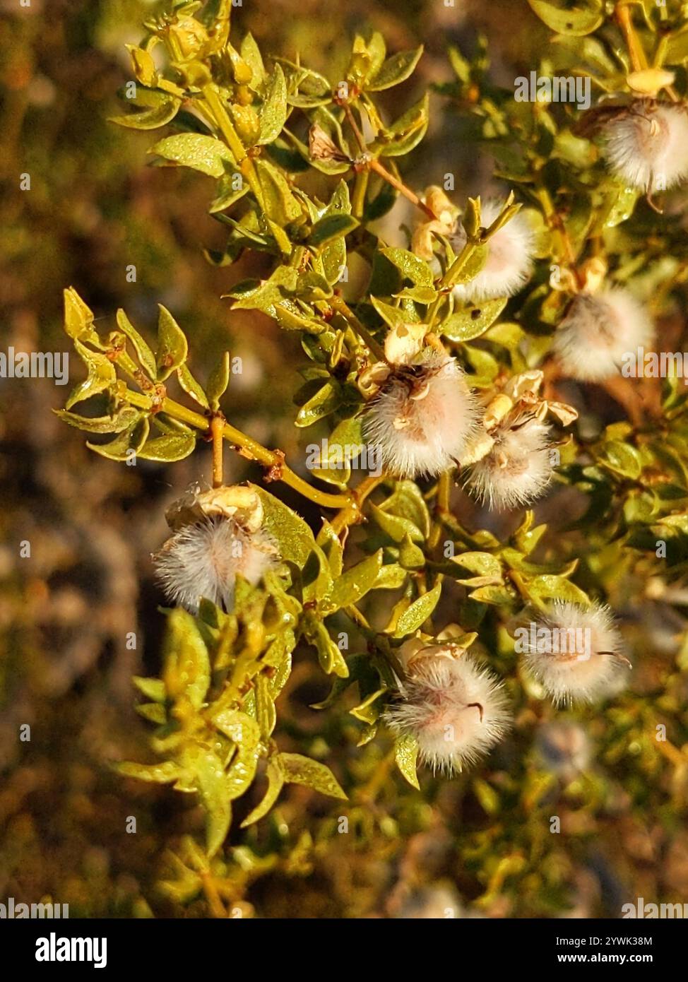 Creosote Bush (Larrea tridentata Stock Photo - Alamy