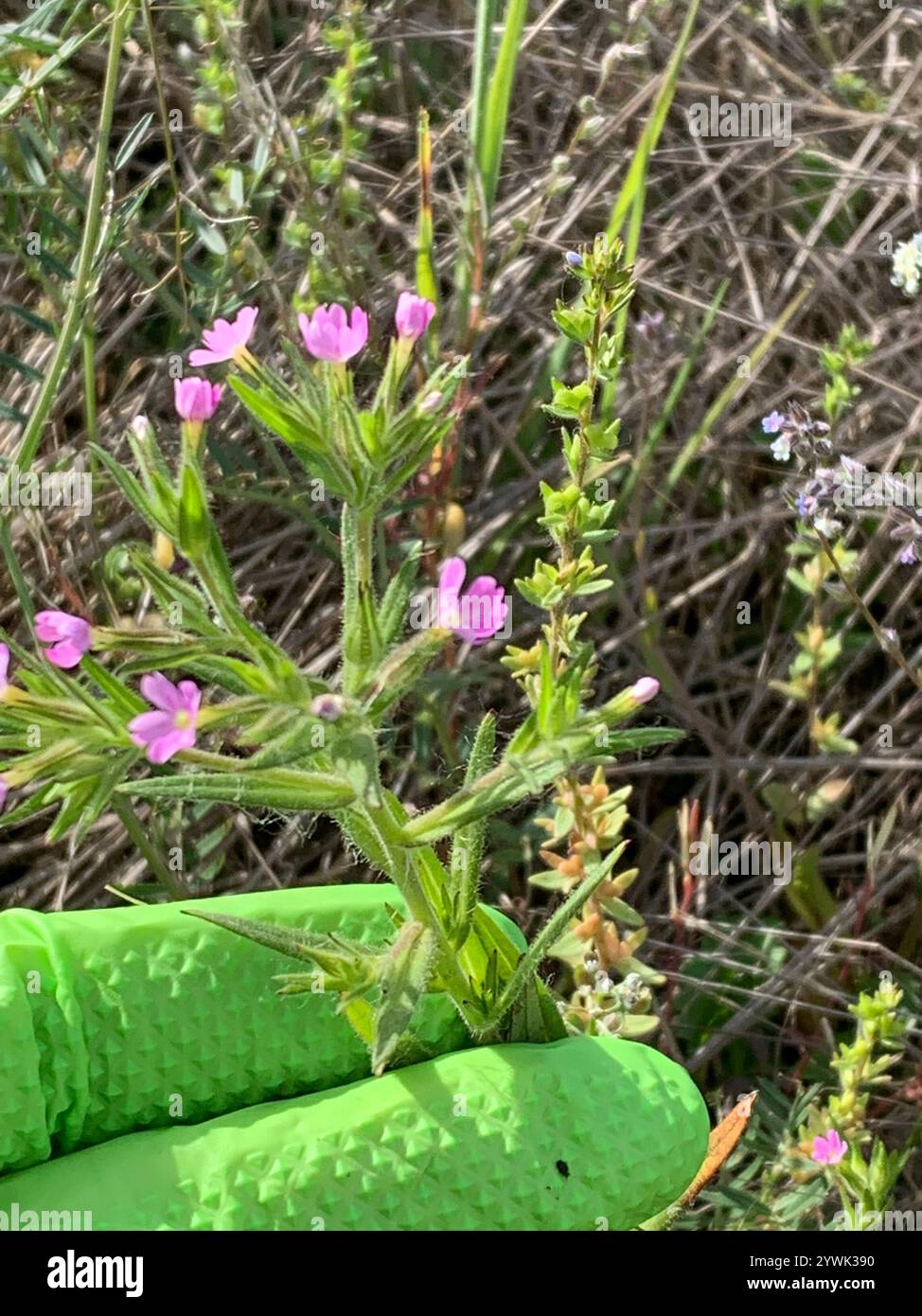 slender phlox (Microsteris gracilis Stock Photo - Alamy