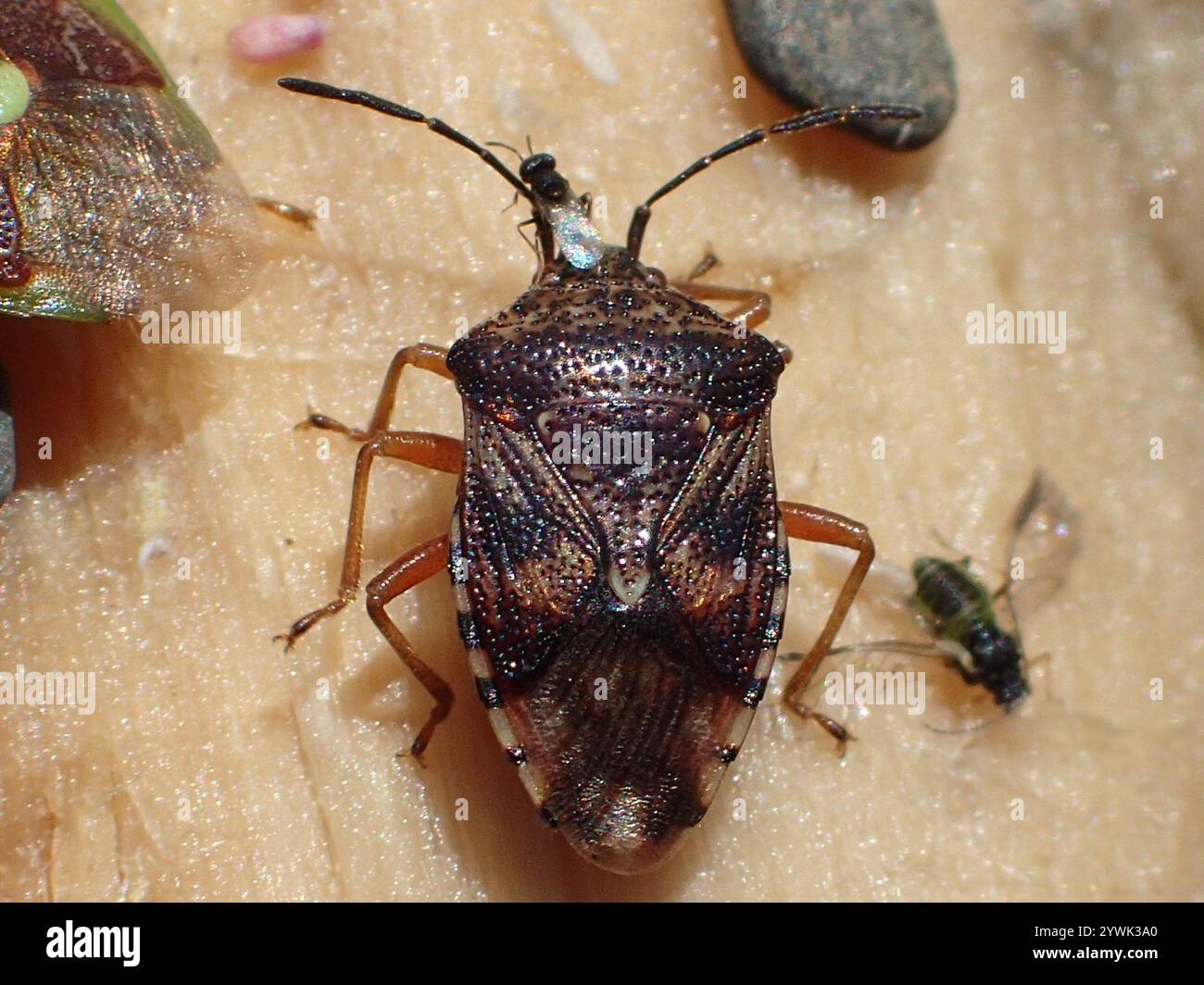 Edge-striped Shield Bug (Elasmucha lateralis Stock Photo - Alamy