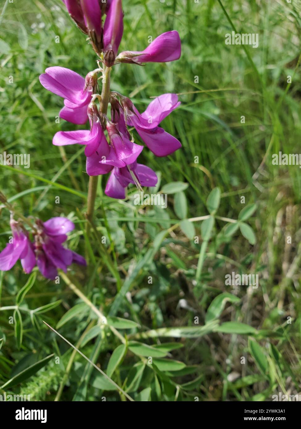 Boreal Sweet-vetch (Hedysarum boreale Stock Photo - Alamy