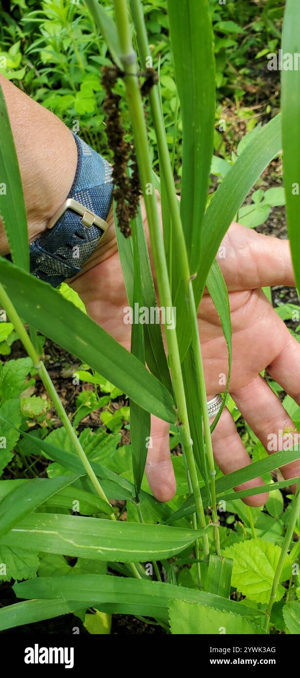 rice cutgrass (Leersia oryzoides Stock Photo - Alamy