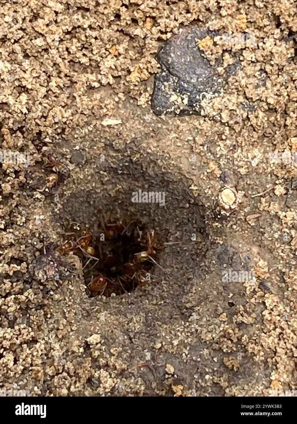 Yellow Pyramid Ant (Dorymyrmex flavus Stock Photo - Alamy