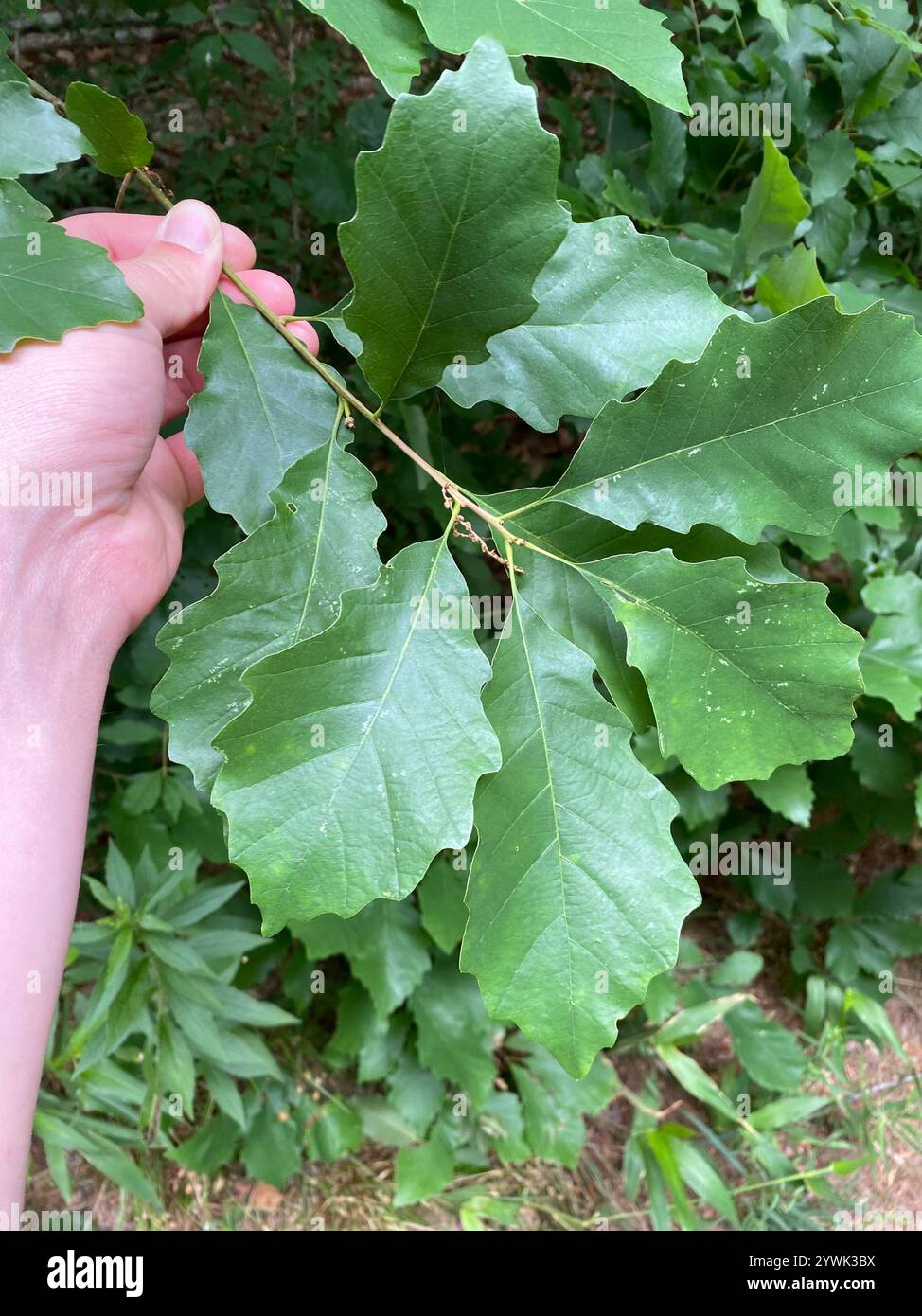 dwarf chinkapin oak (Quercus prinoides Stock Photo - Alamy