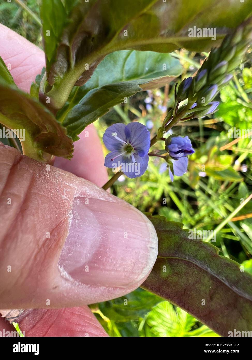American brooklime hi-res stock photography and images - Alamy
