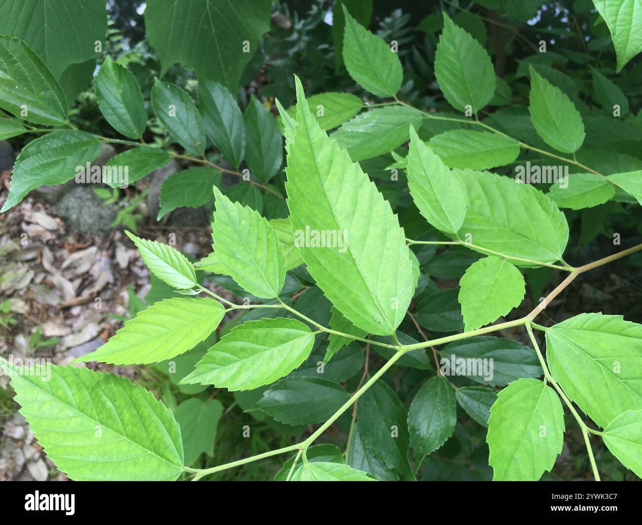 Muku Tree (Aphananthe aspera Stock Photo - Alamy