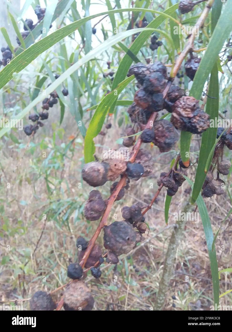 Longleaf Wattle Gall Wasp (Trichilogaster acaciaelongifoliae Stock ...
