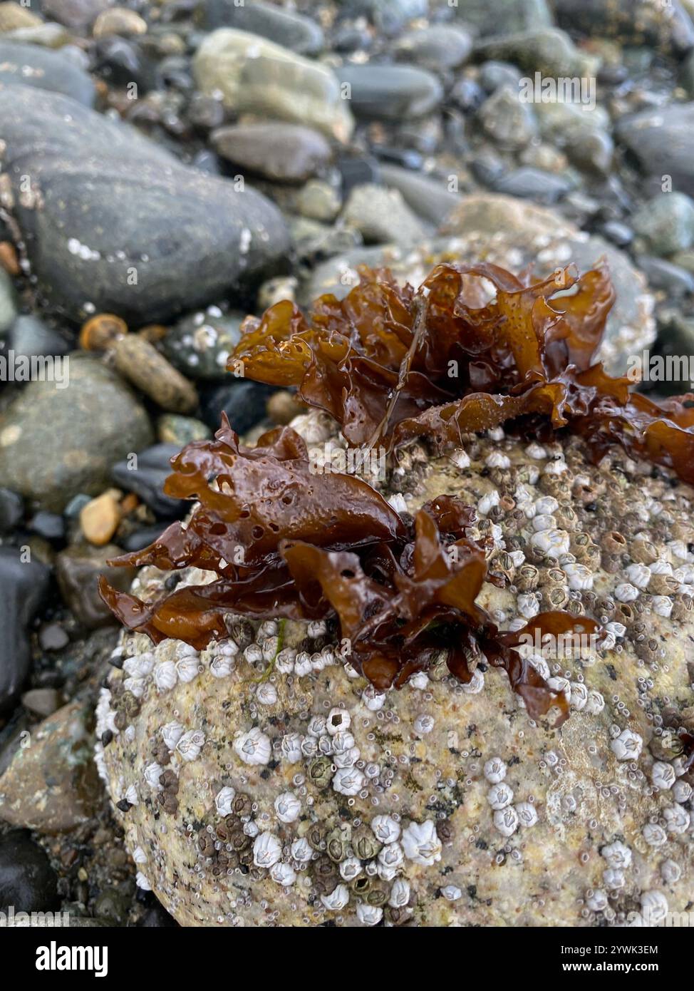 encrusting red algae (Mastocarpus Stock Photo - Alamy