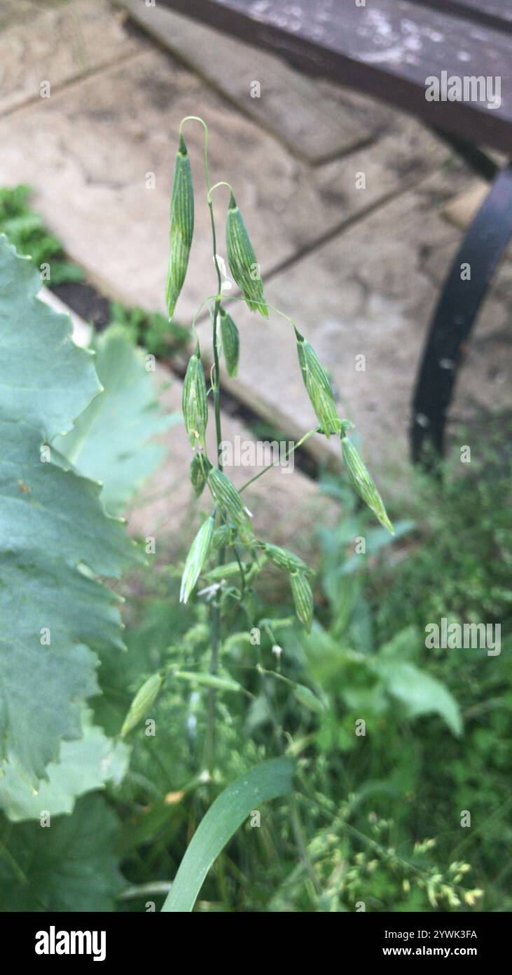 Common Oat (Avena sativa Stock Photo - Alamy