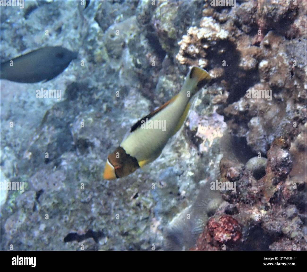 Spotted Parrotfish (Cetoscarus ocellatus Stock Photo - Alamy