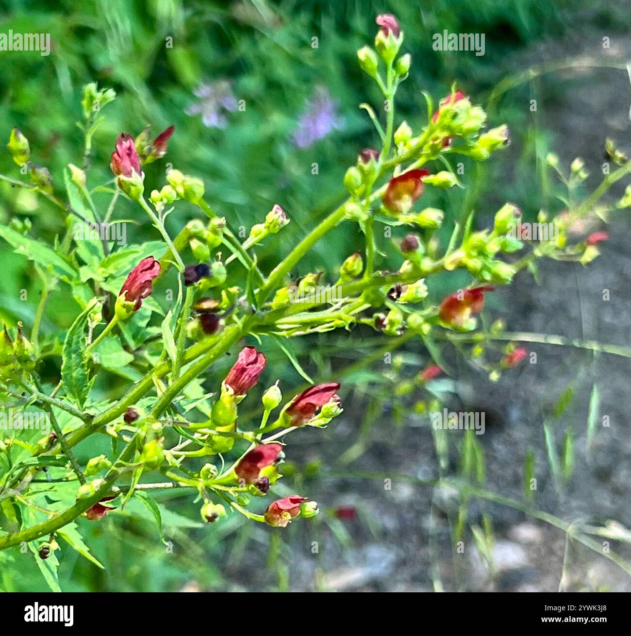 California beeplant (Scrophularia californica Stock Photo - Alamy