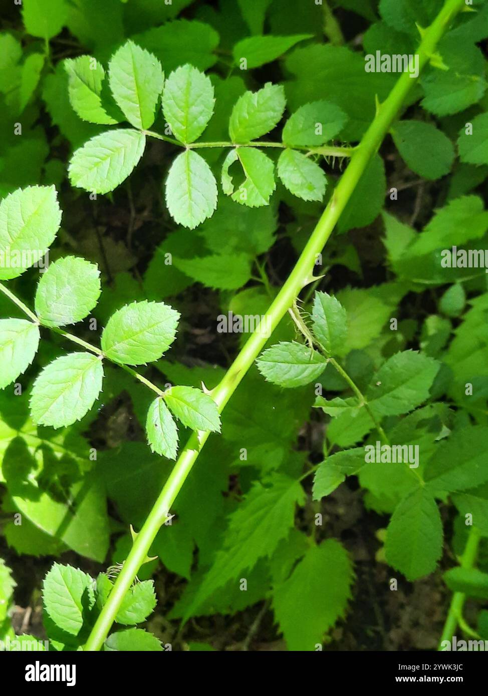 multiflora rose (Rosa multiflora Stock Photo - Alamy