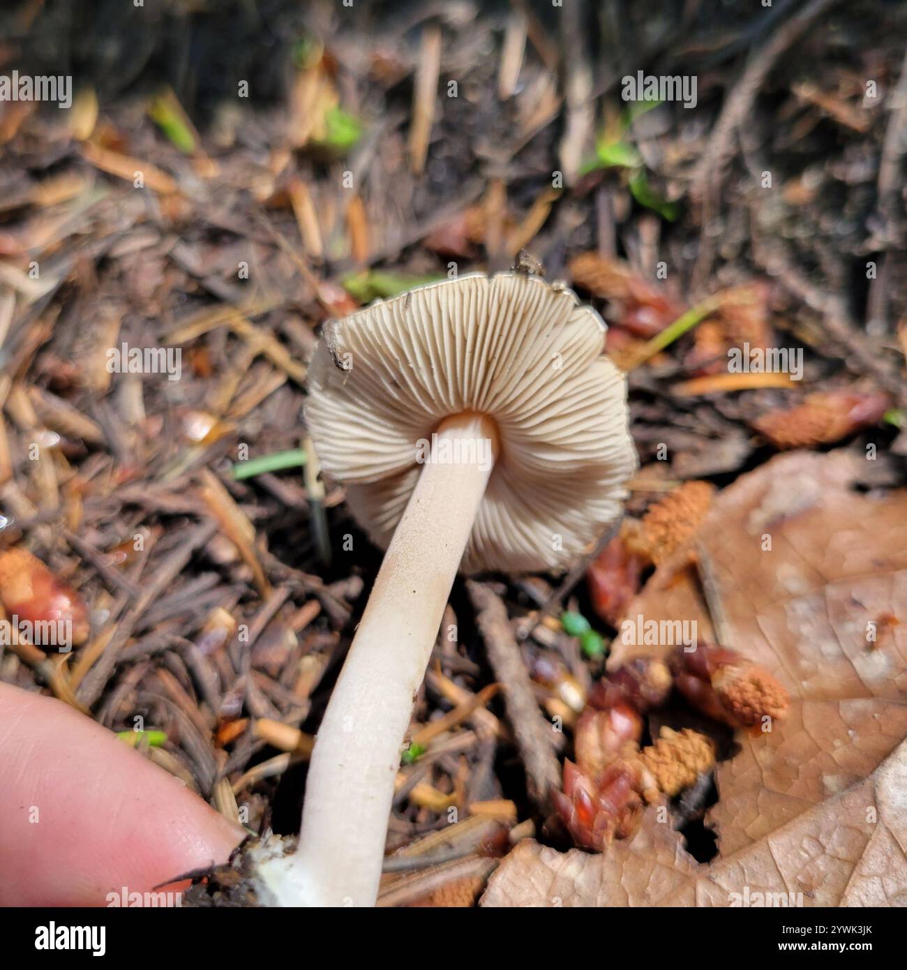 Fiber Caps (Inocybe Stock Photo - Alamy
