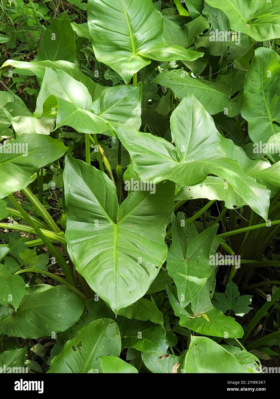 Green Arrow Arum (Peltandra virginica Stock Photo - Alamy