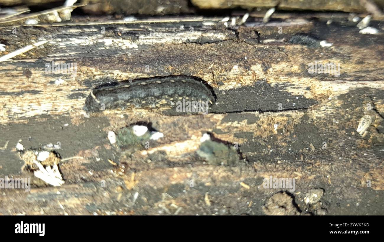 Variegated Cutworm Moth (Peridroma saucia Stock Photo - Alamy