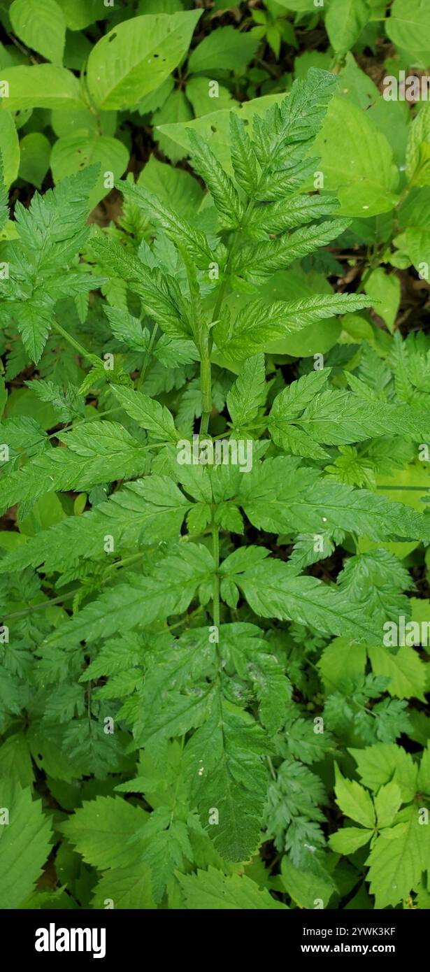 upright hedge-parsley (Torilis japonica Stock Photo - Alamy