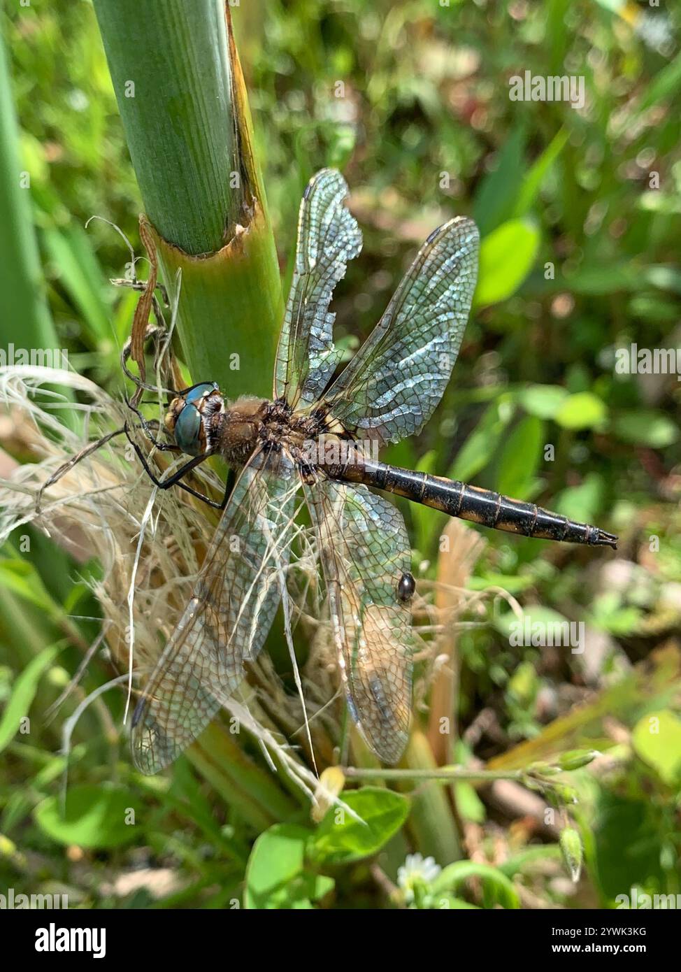 Beaverpond Baskettail (Epitheca canis Stock Photo - Alamy