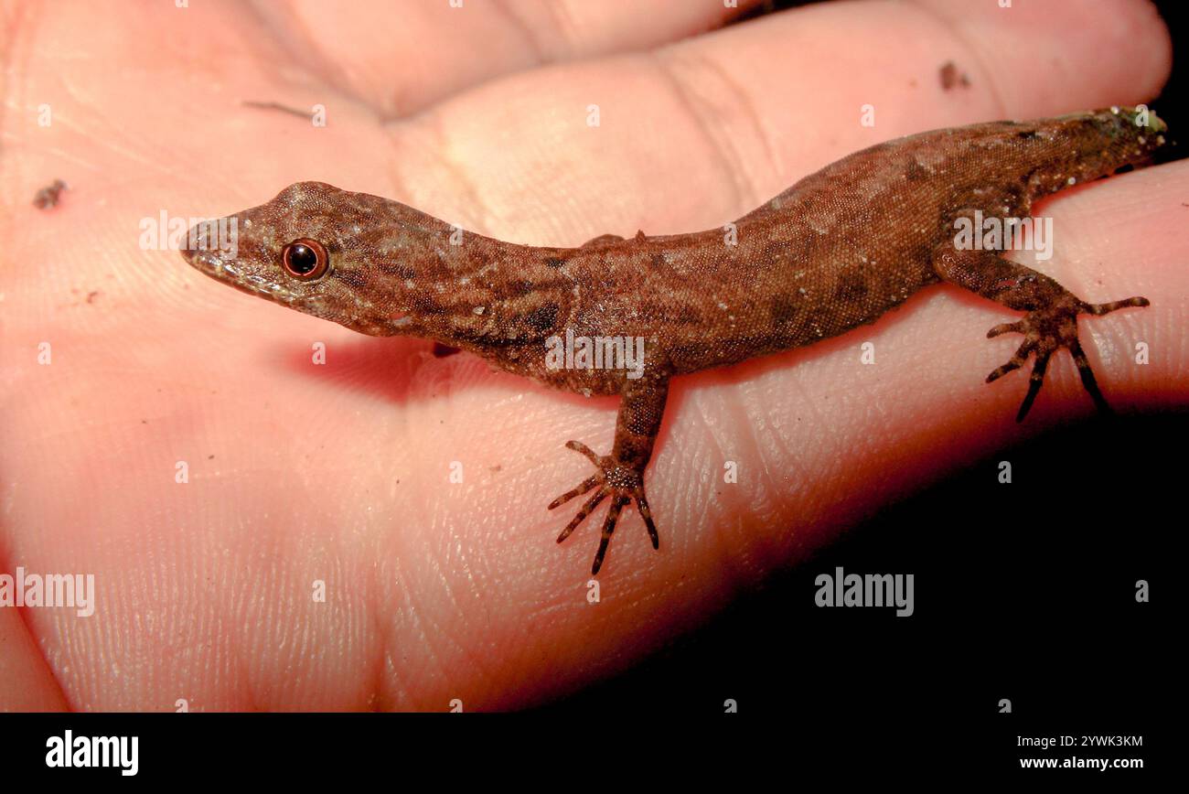 Bridled Forest Gecko (Gonatodes humeralis Stock Photo - Alamy