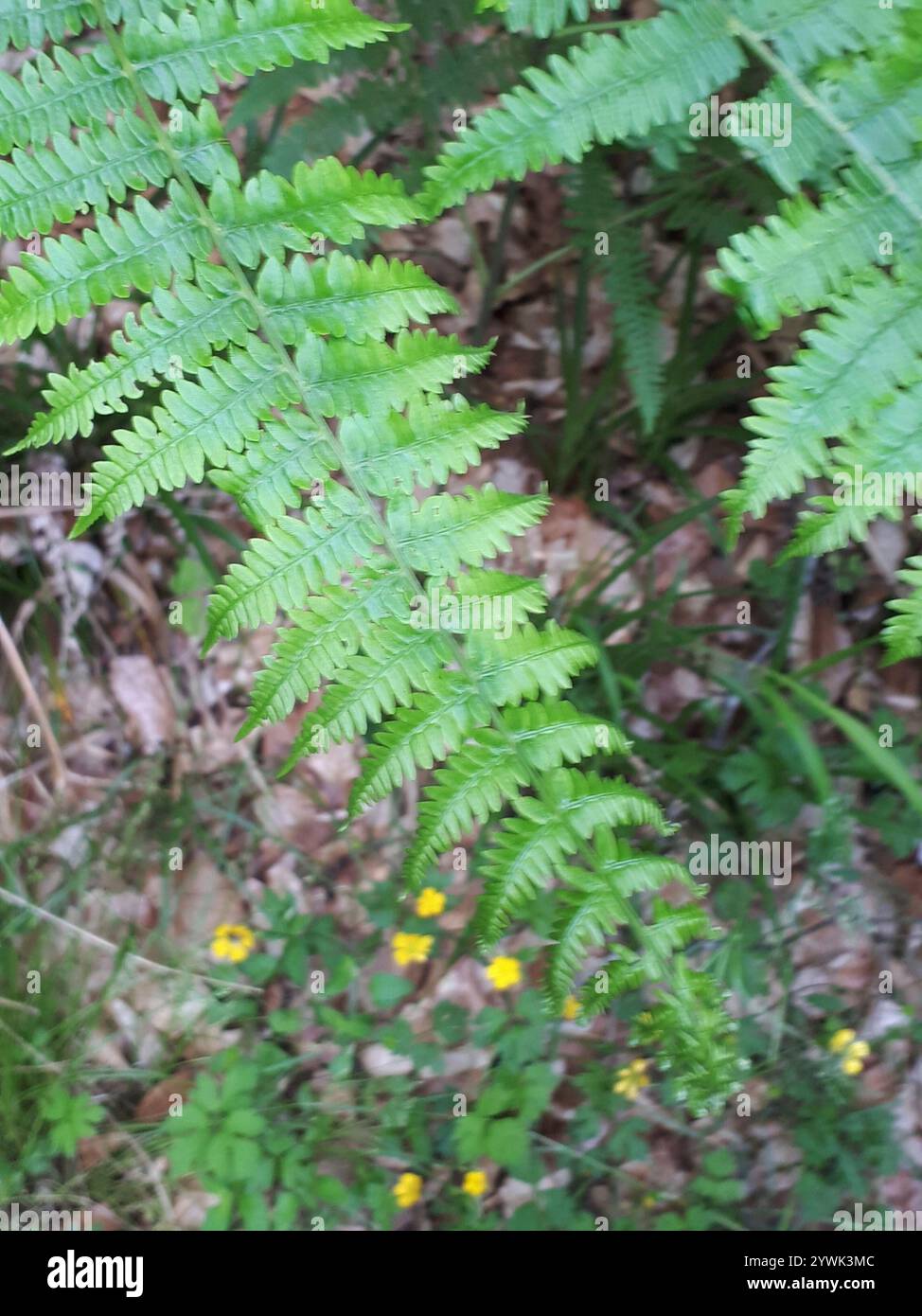 common bracken (Pteridium aquilinum Stock Photo - Alamy