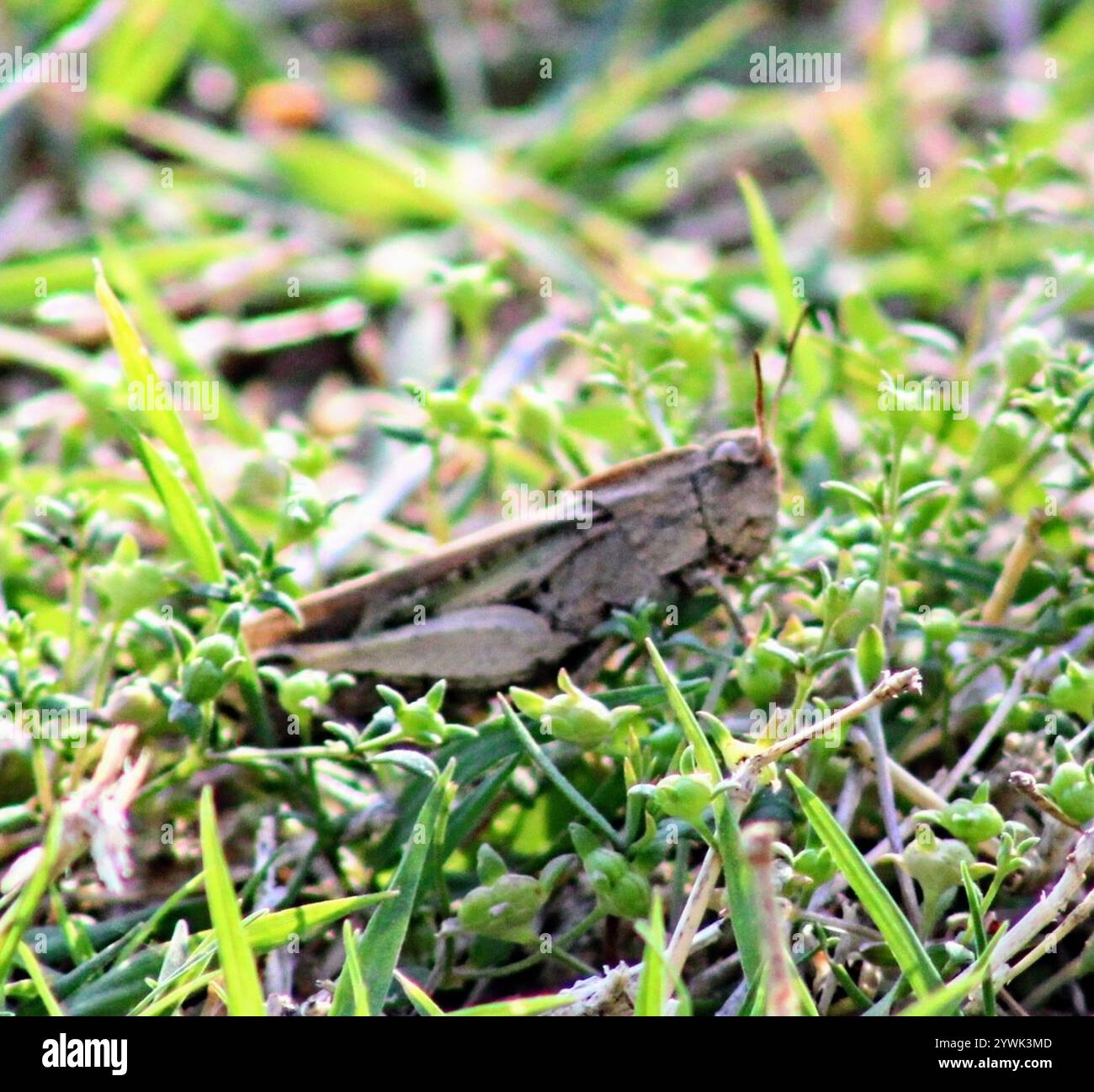 Green-striped Grasshopper (Chortophaga viridifasciata Stock Photo - Alamy