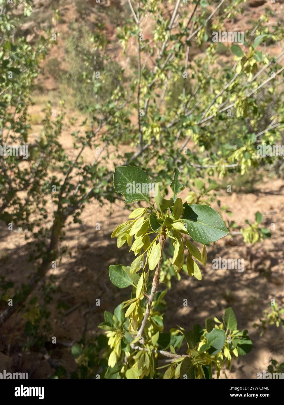 single-leaf ash (Fraxinus anomala Stock Photo - Alamy