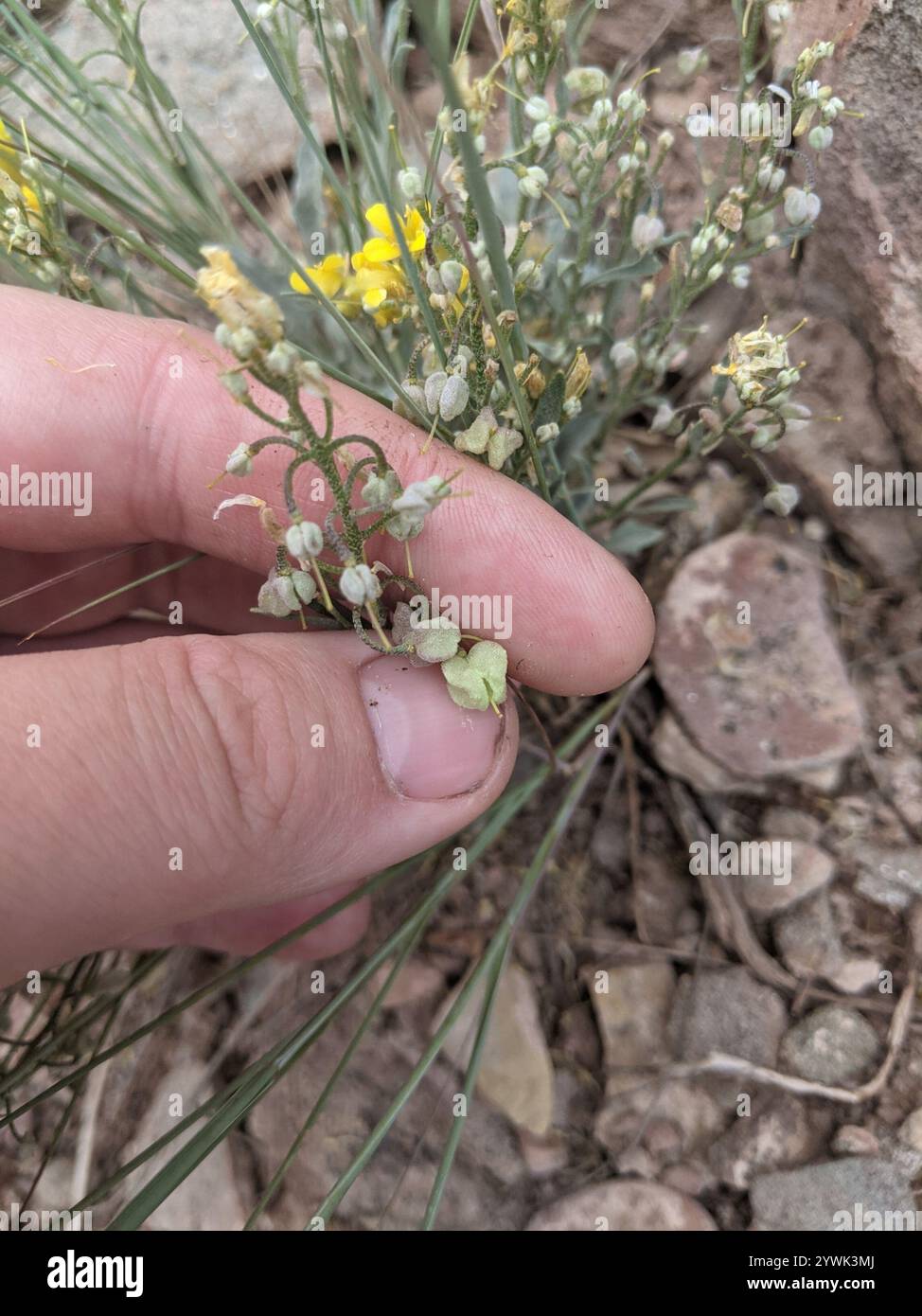 Pointtip Twinpod (Physaria floribunda Stock Photo - Alamy