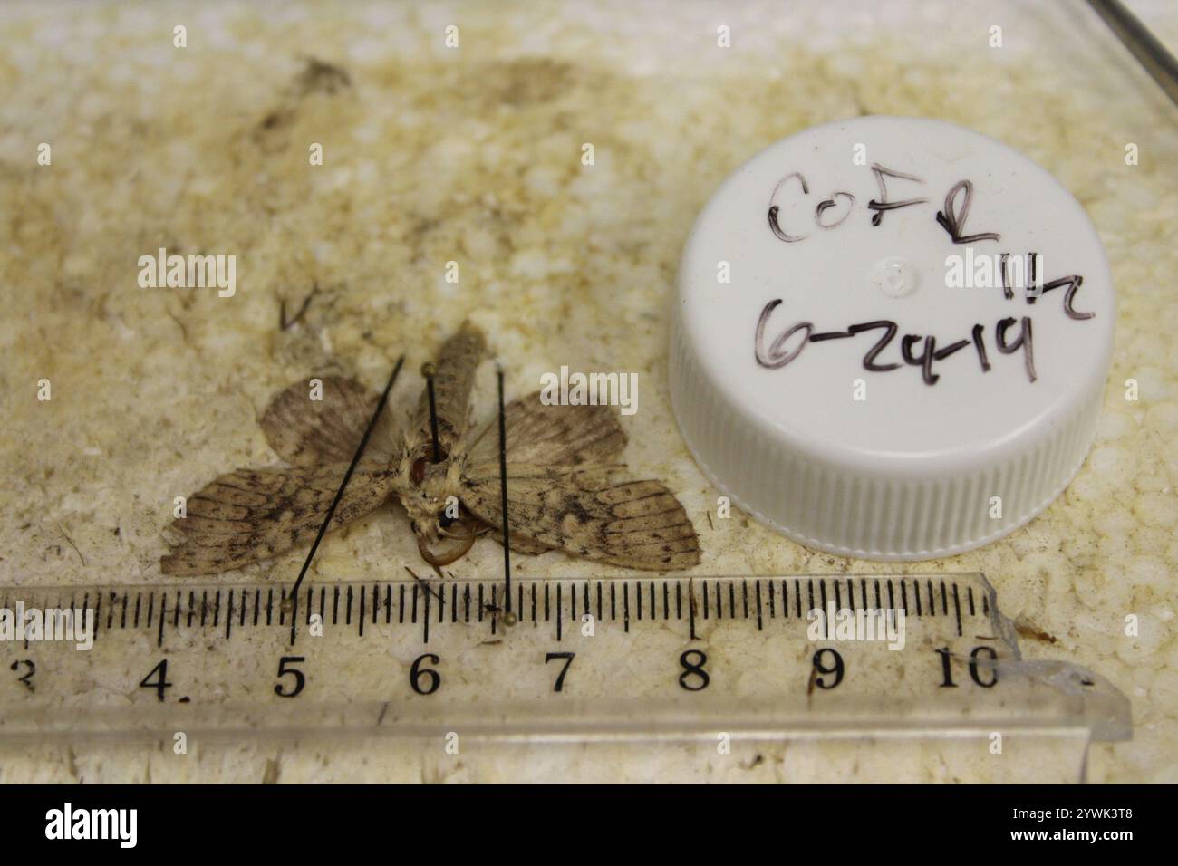 Prominent Moths (Notodontidae Stock Photo - Alamy