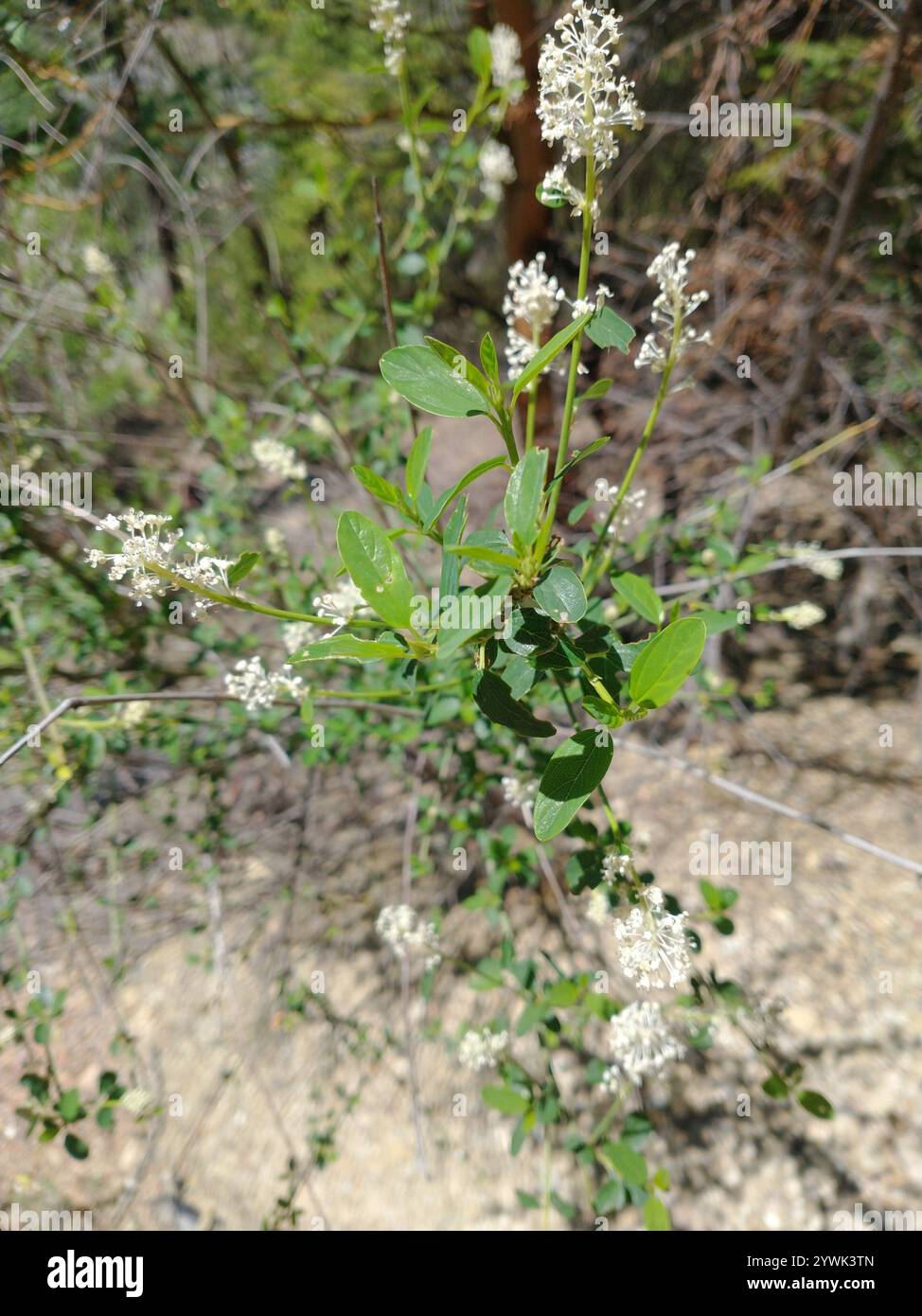Deerbrush hi-res stock photography and images - Alamy