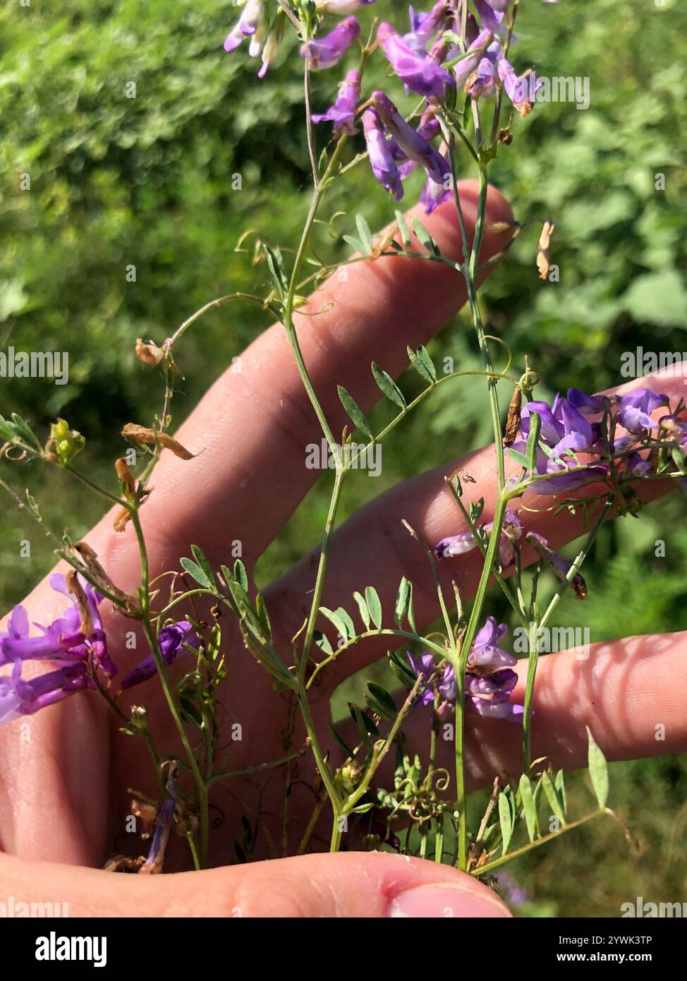 winter vetch (Vicia villosa varia Stock Photo - Alamy