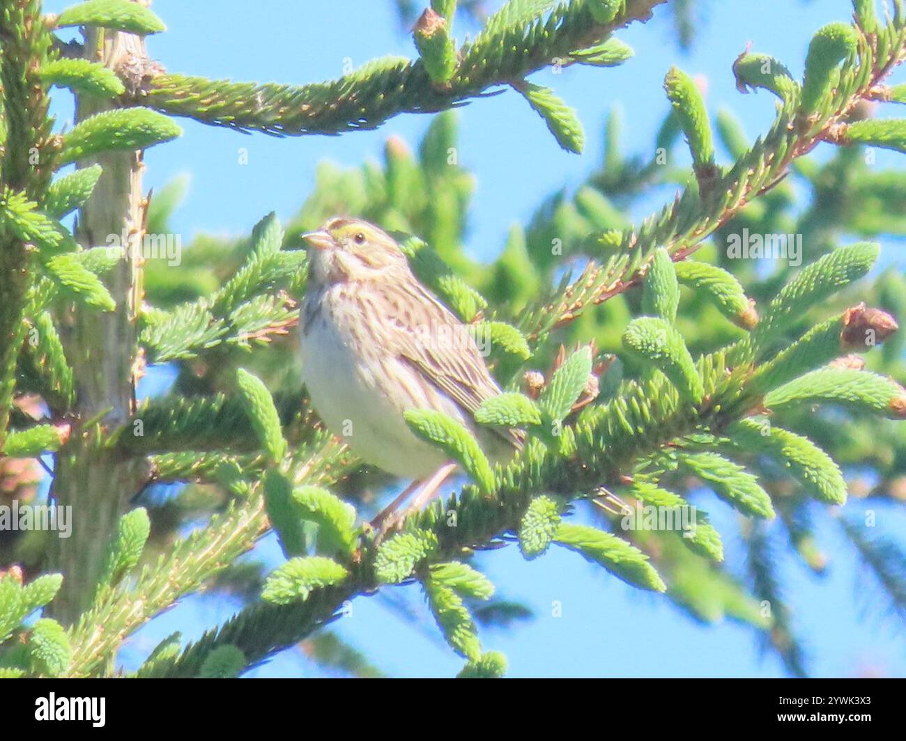 Savannah Sparrow (Passerculus sandwichensis Stock Photo - Alamy