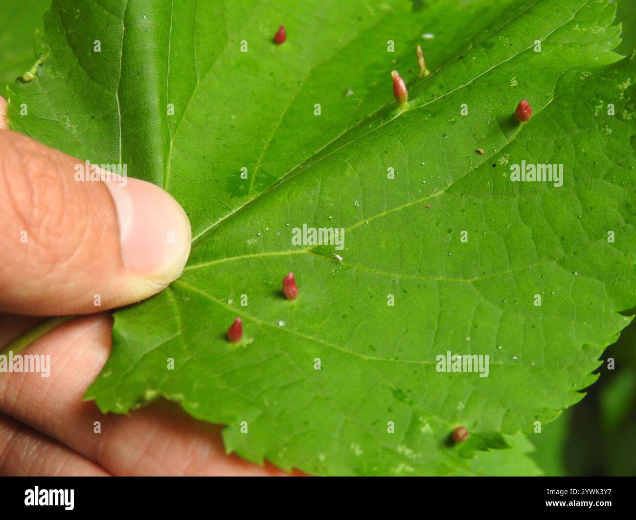 Gall and Rust Mites (Eriophyidae Stock Photo - Alamy