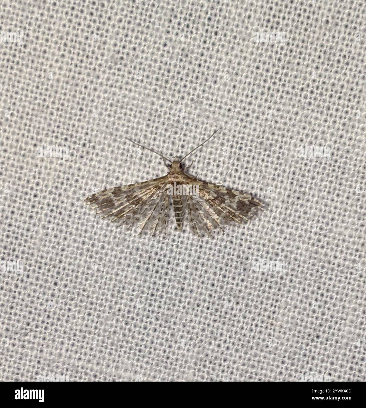 Montana Six-plume Moth (Alucita montana Stock Photo - Alamy