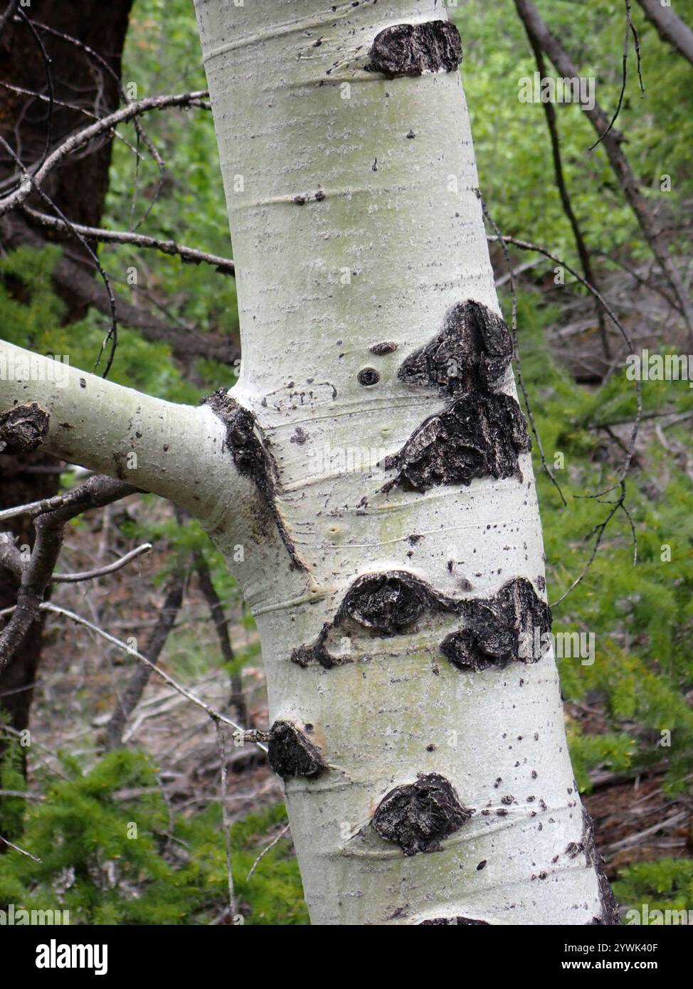 trembling aspen (Populus tremuloides Stock Photo - Alamy