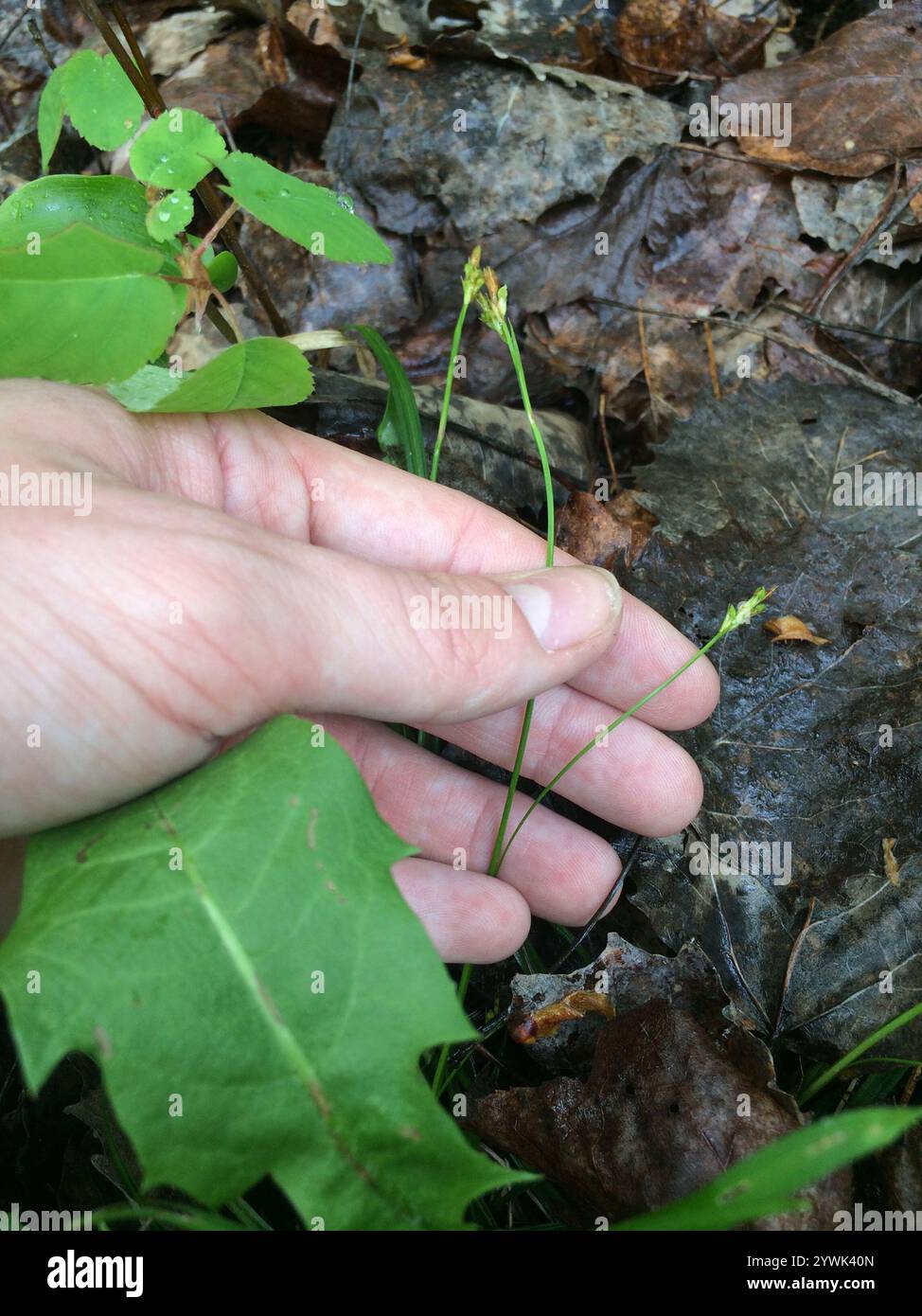long-stalked sedge (Carex pedunculata Stock Photo - Alamy