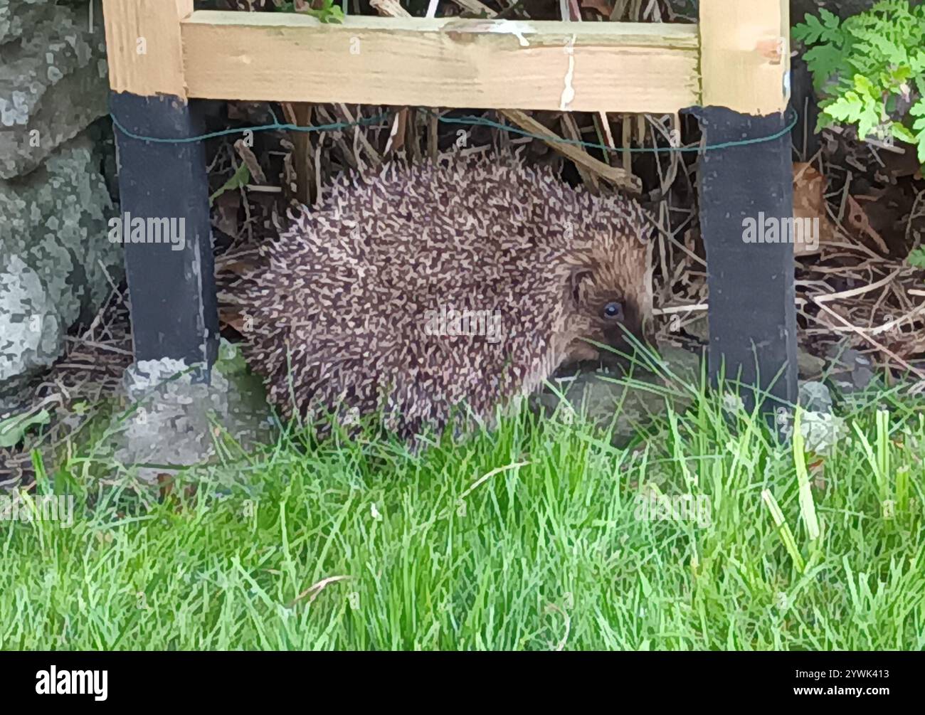 Common Hedgehog (Erinaceus europaeus Stock Photo - Alamy