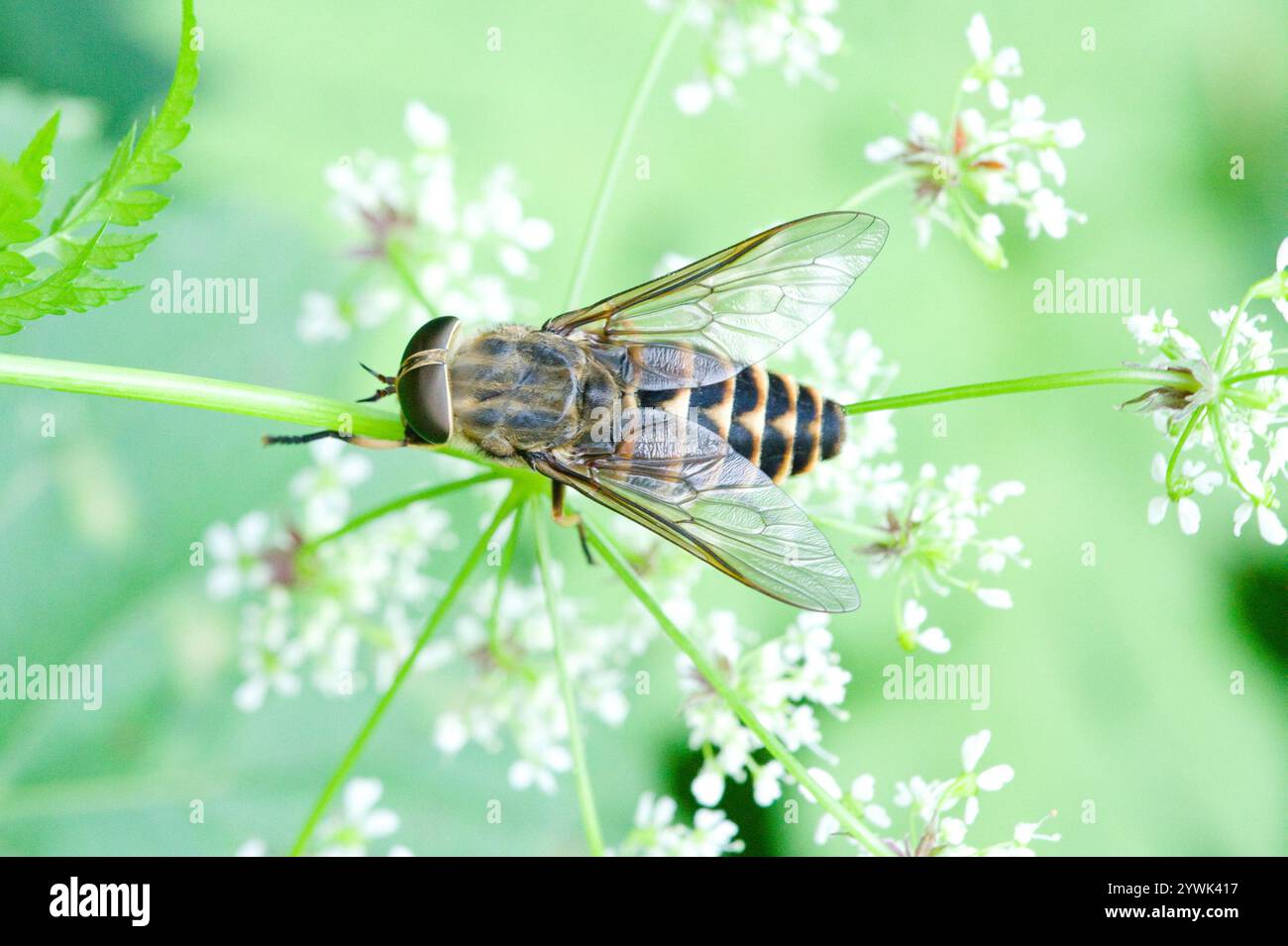 Dark Giant Horse Fly (Tabanus sudeticus Stock Photo - Alamy
