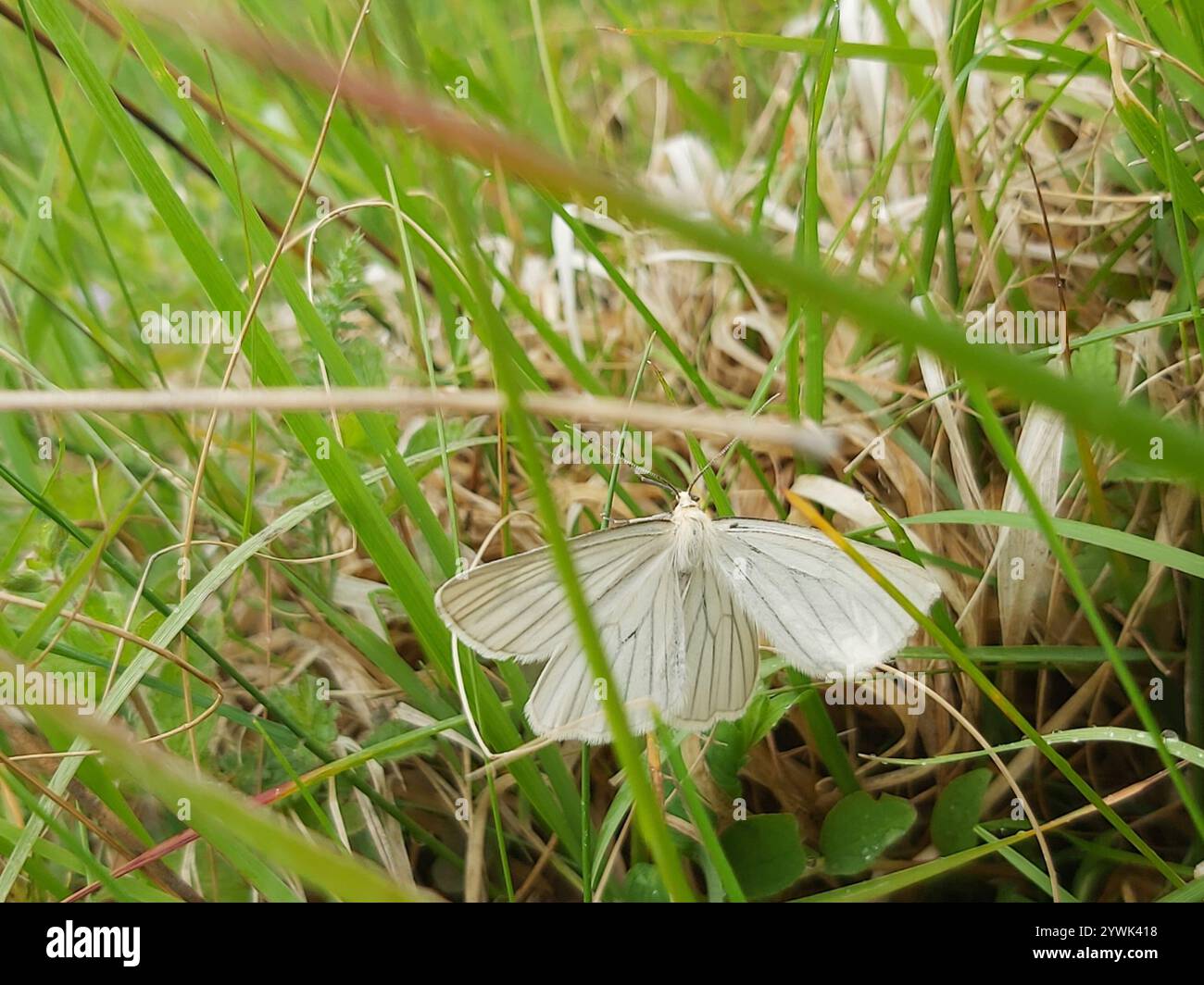 Black-veined Moth (Siona lineata Stock Photo - Alamy