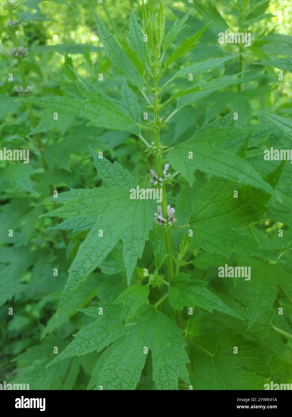 common motherwort (Leonurus cardiaca Stock Photo - Alamy