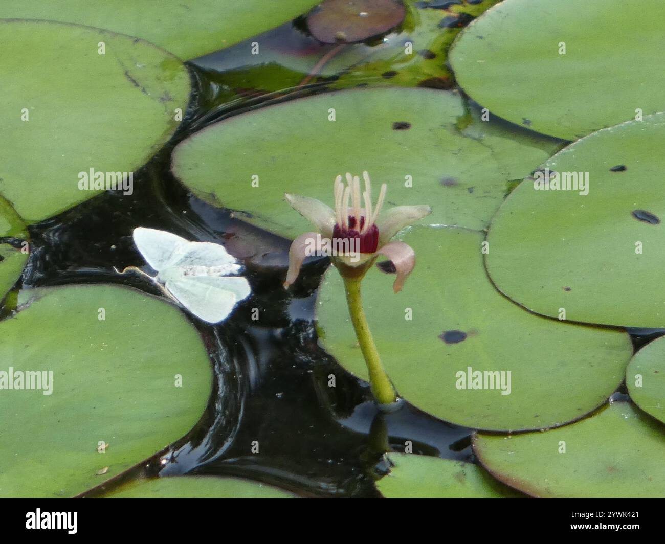 Watershield (Brasenia schreberi Stock Photo - Alamy