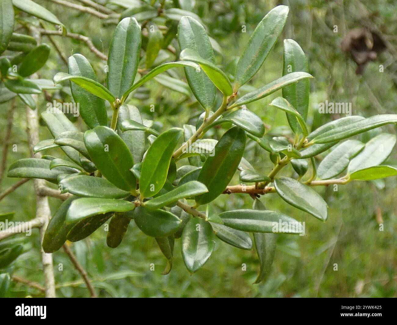 Myrtle Dahoon (Ilex myrtifolia Stock Photo - Alamy