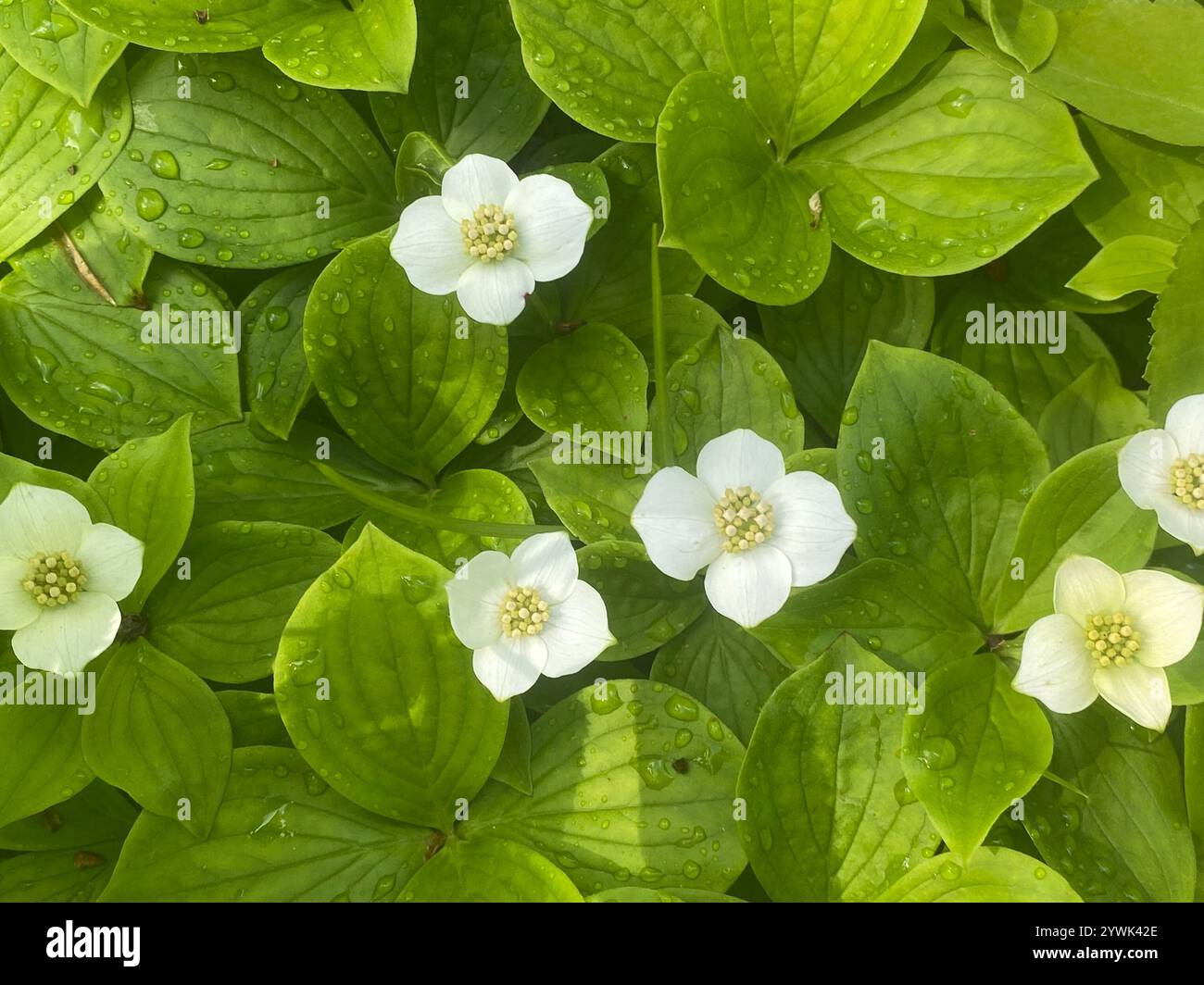 Canadian bunchberry (Cornus canadensis Stock Photo - Alamy